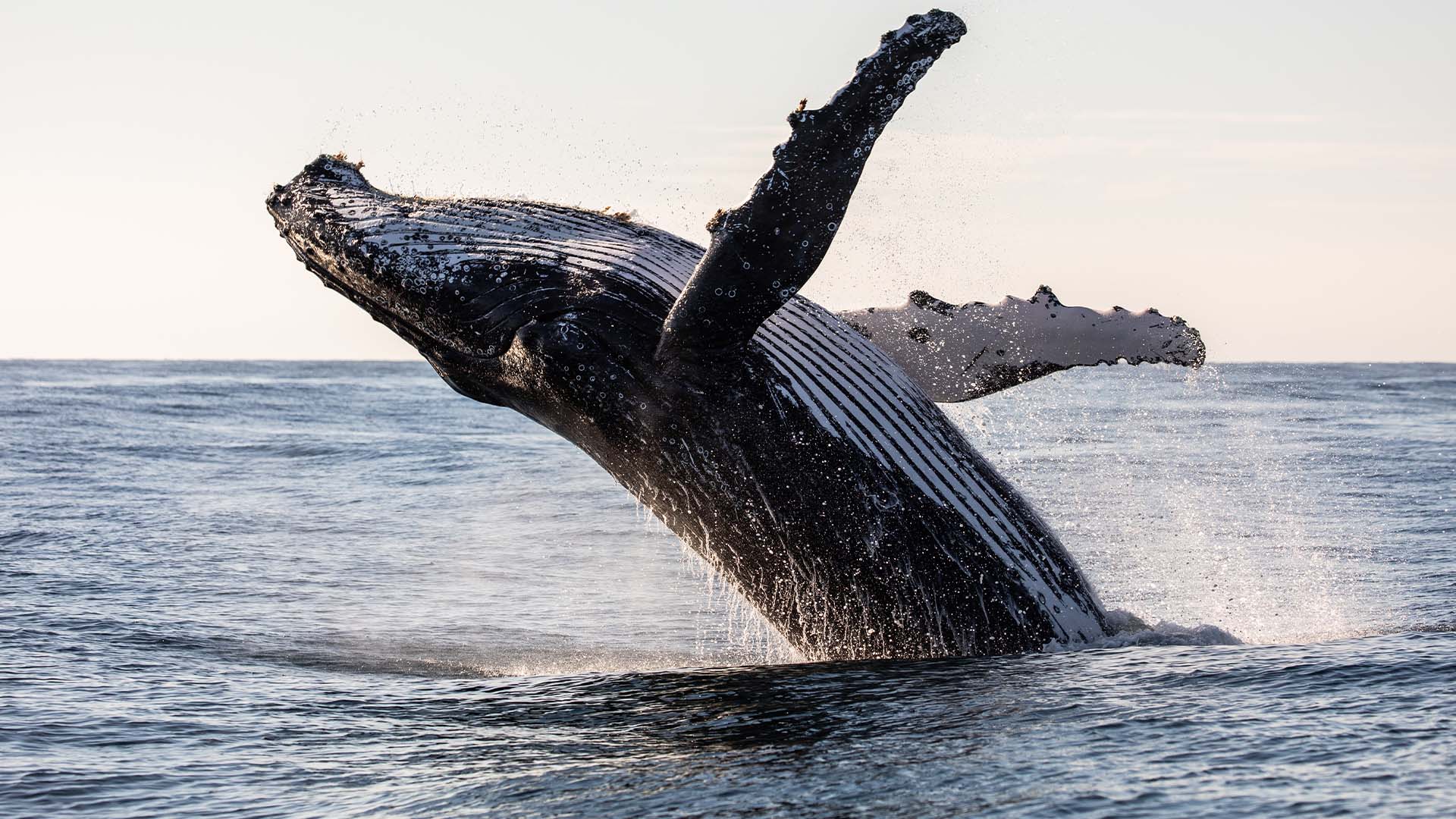 Bescherming van walvis gaat steeds beter: 'Commissie niet meer nodig'